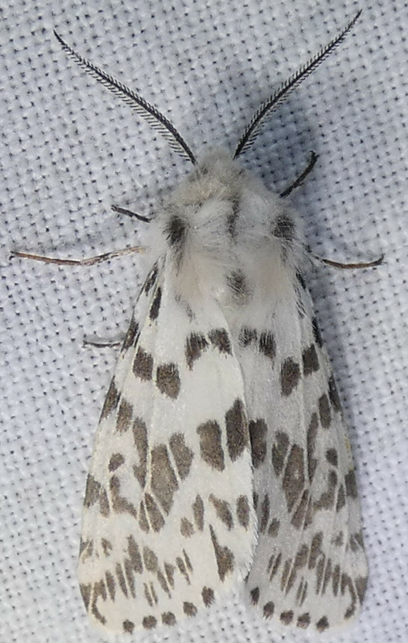 Hyphantria cunea Drury, 1773