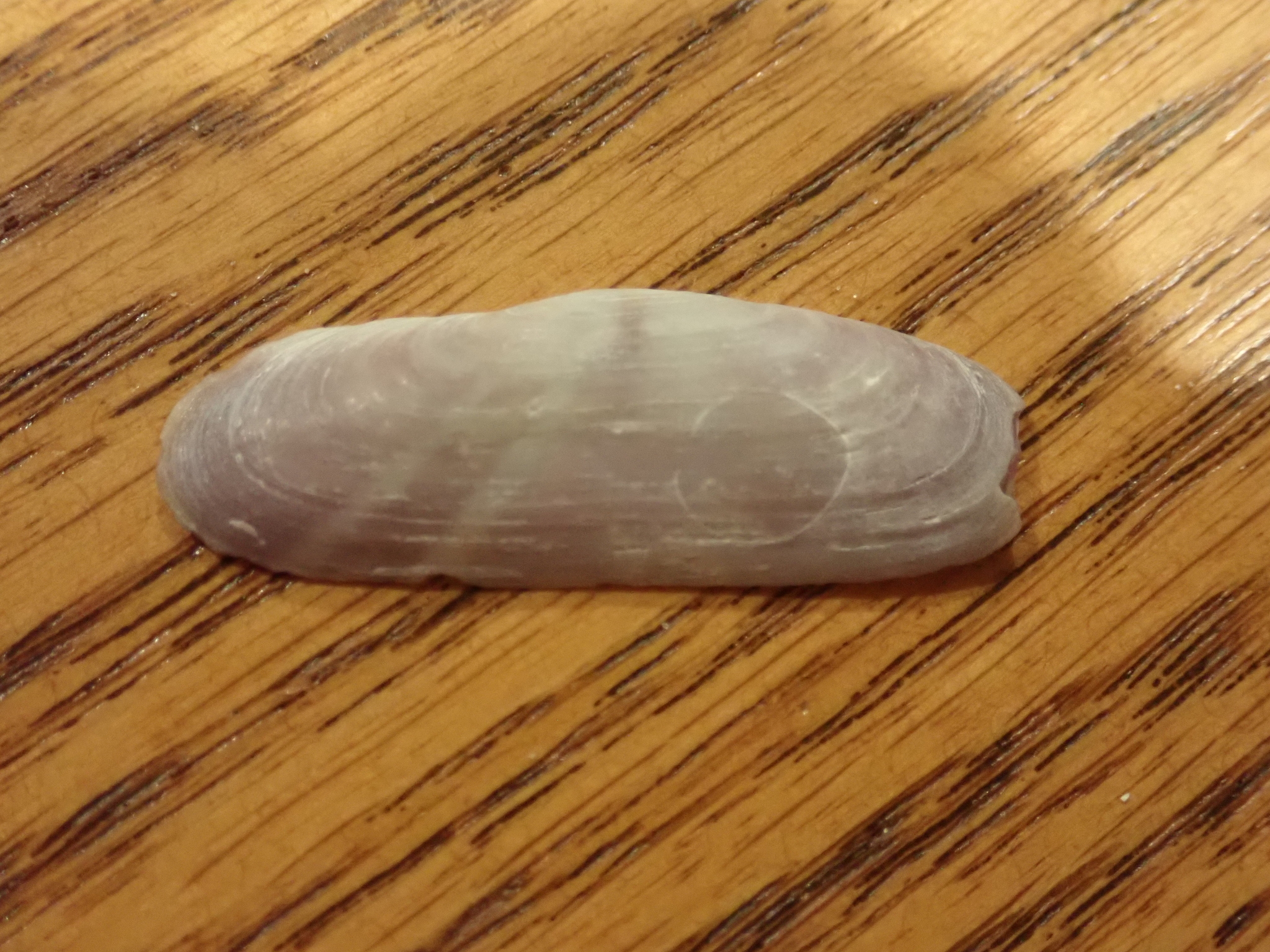 Tagelus divisus (Spengler, 1794)