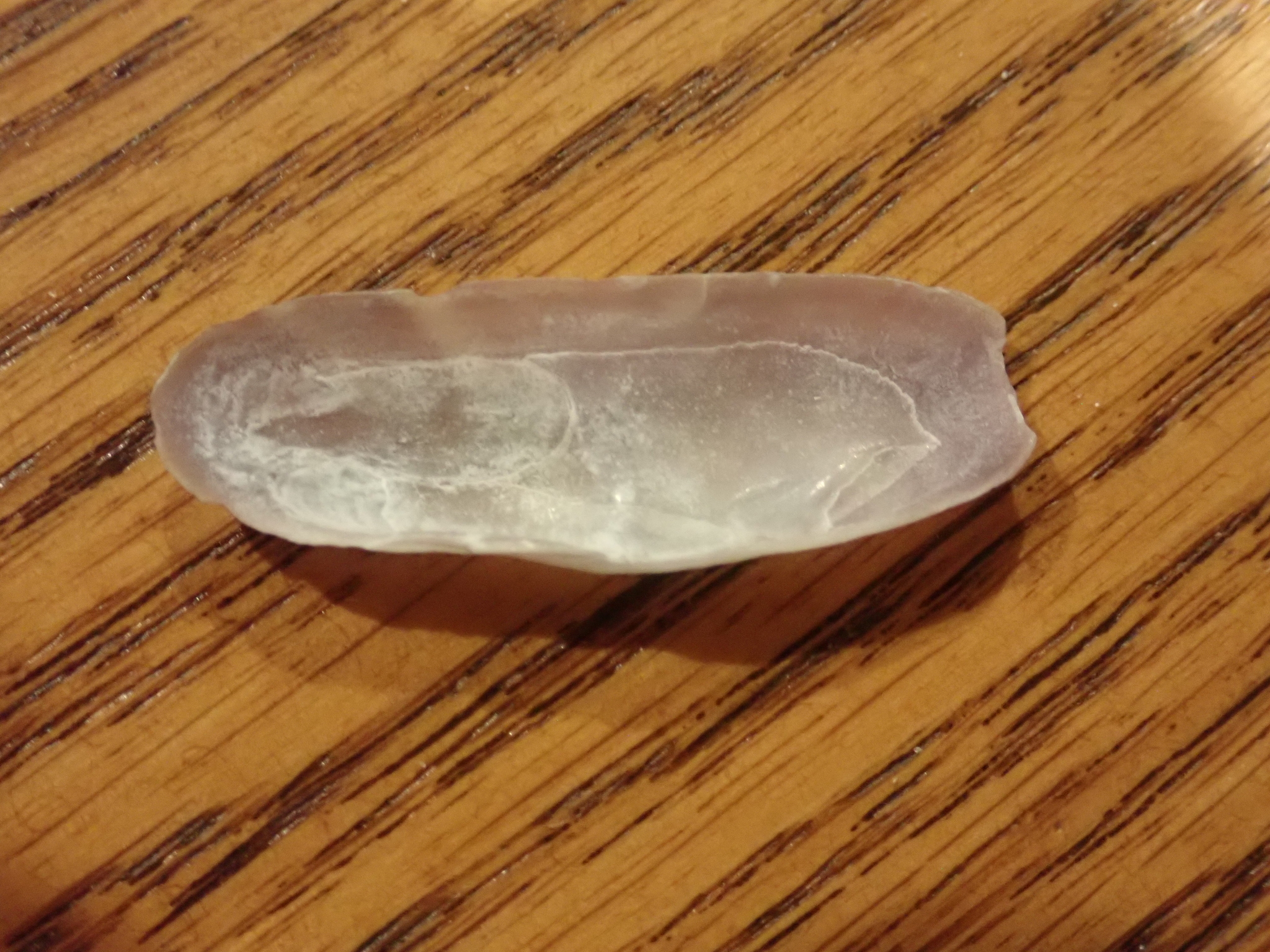 Tagelus divisus (Spengler, 1794)