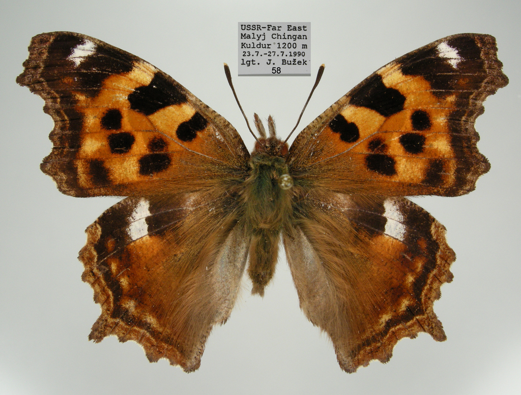 Compton Tortoiseshell from Kul'dur, Jewish Autonomous Oblast, Russia ...