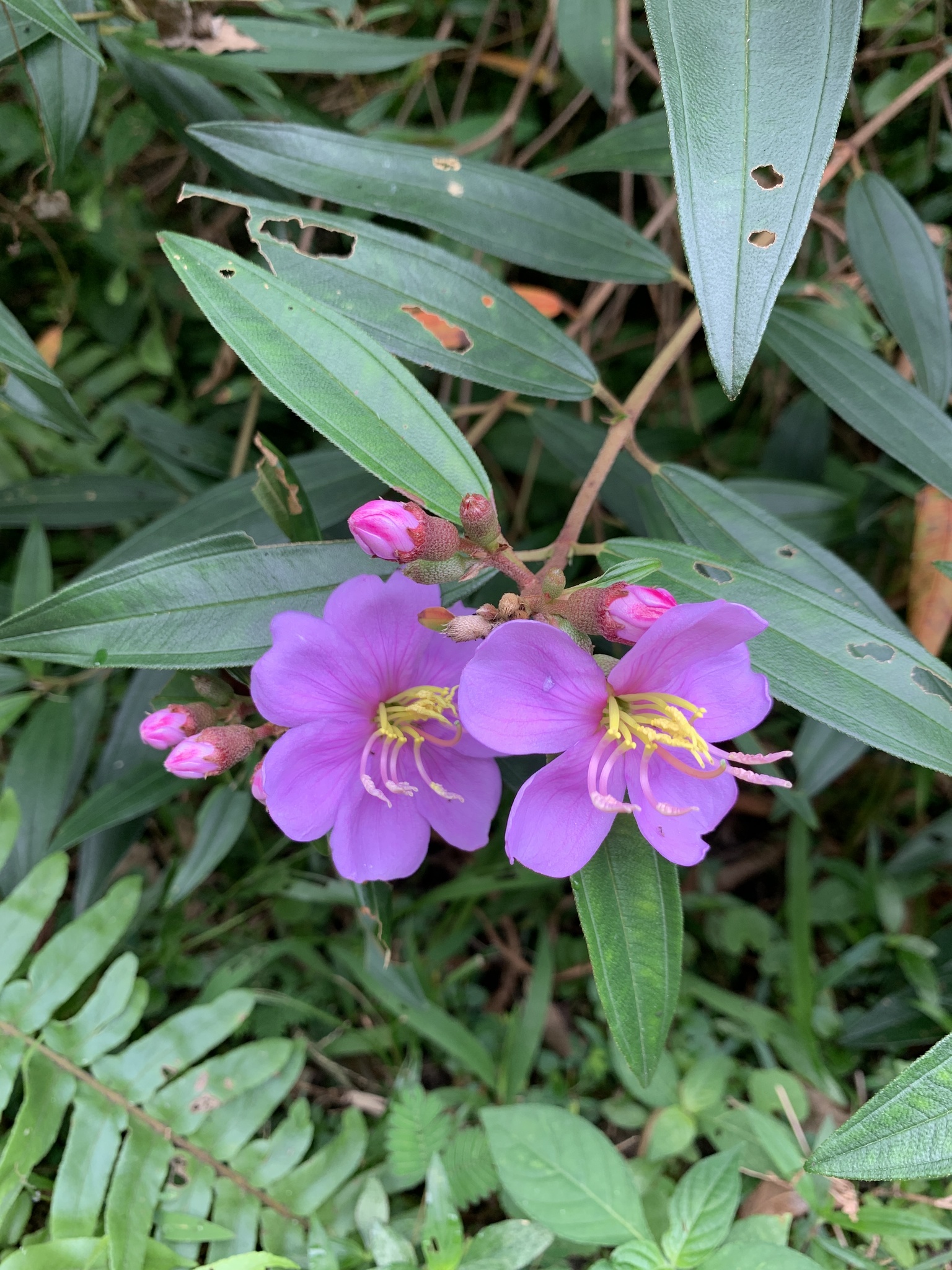 Melastoma malabathricum L.