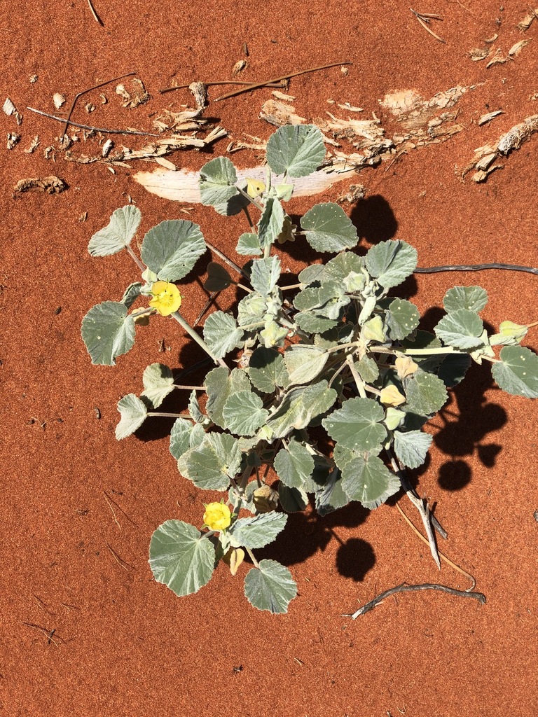 Indian mallows from Unincorp. Far North, South Australia, Australia on ...