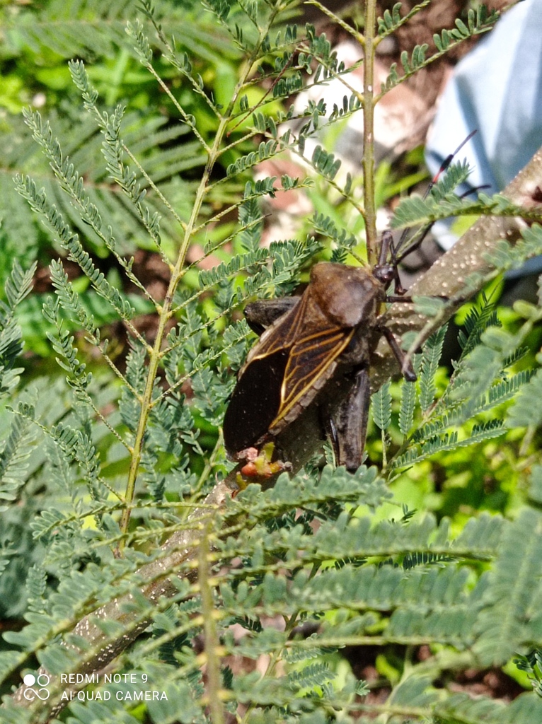 Pachylis gigas from Ocuituco, Mor., México on August 20, 2021 at 12:13 ...