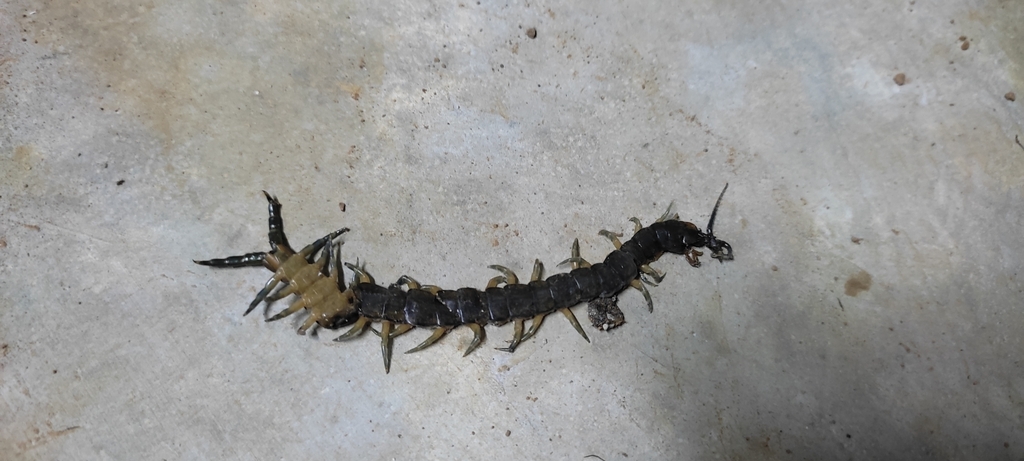 Florida Blue Centipede from Cañacillas on February 21, 2023 at 11:01 AM ...