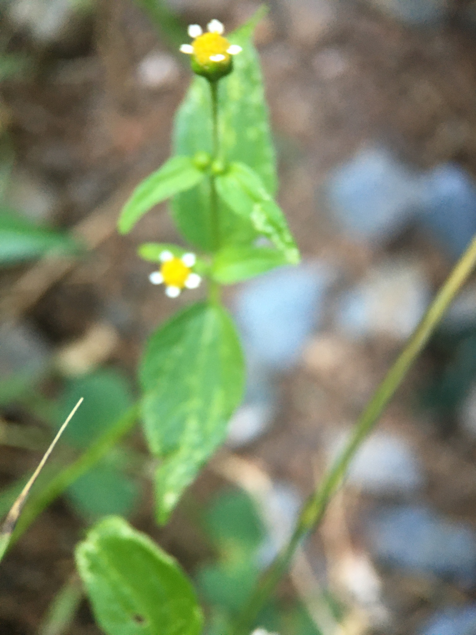 Galinsoga parviflora Cav.