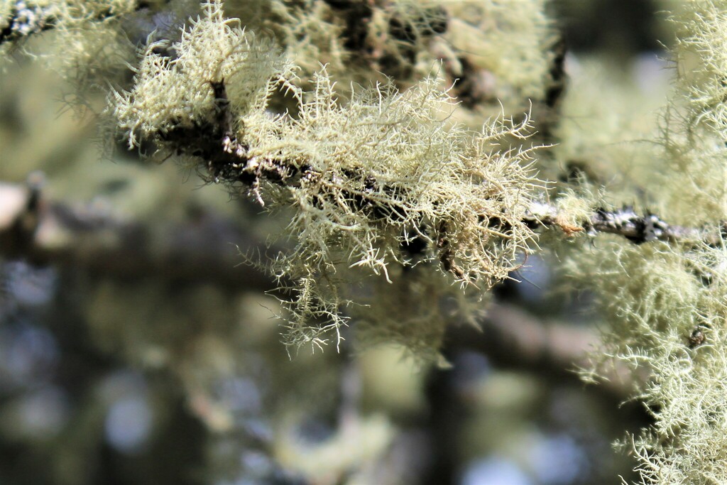 Arizona Beard Lichen from Bobcat Trail, Sausalito, CA, USA on February ...