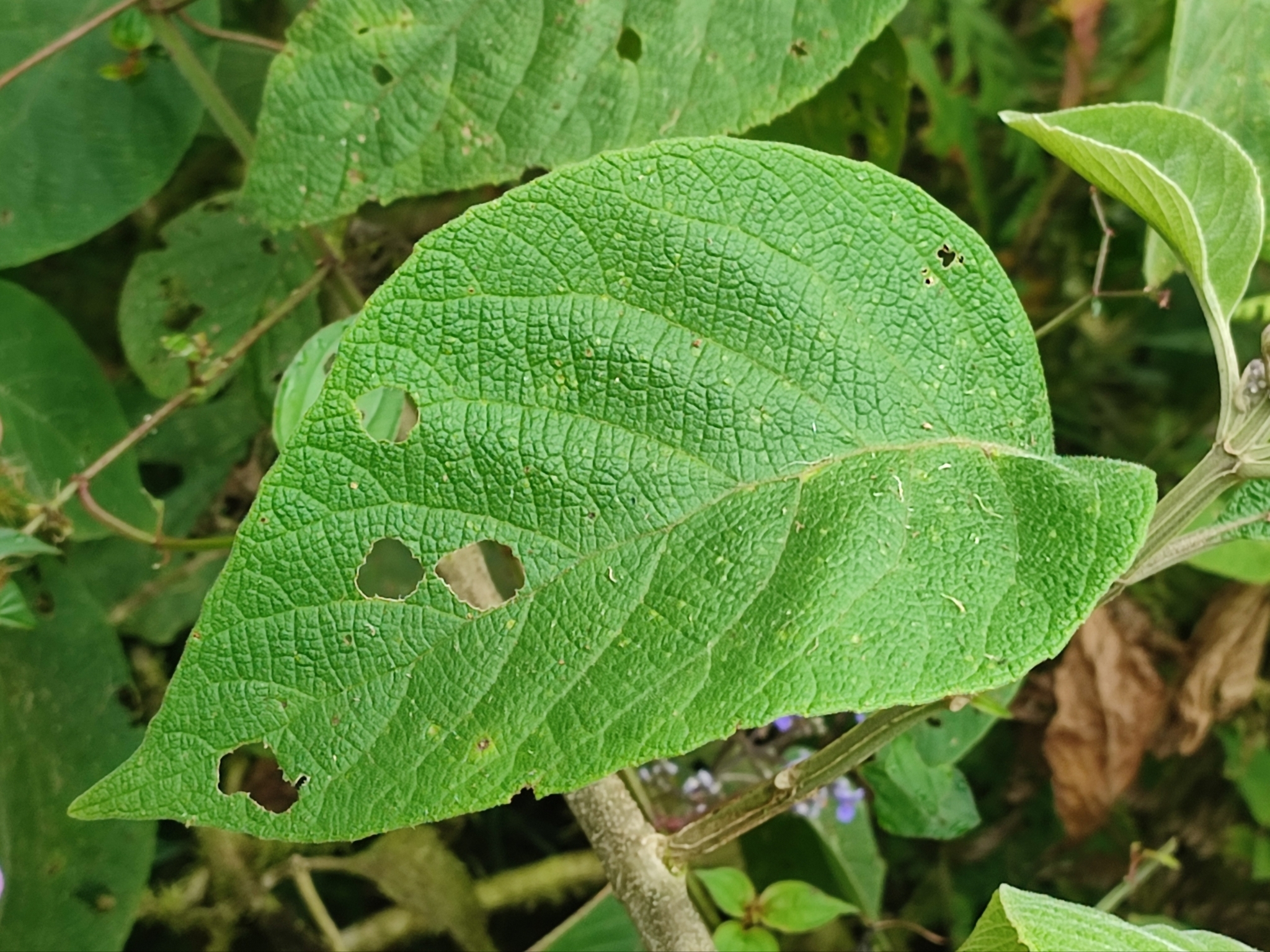 Cornutia Plum. ex L.