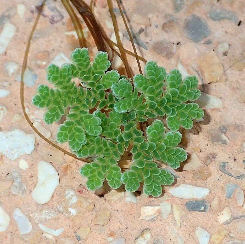 Mosquito Ferns from 1-Ban Phon Ngam, Udon Thani, Thaïlande on February ...