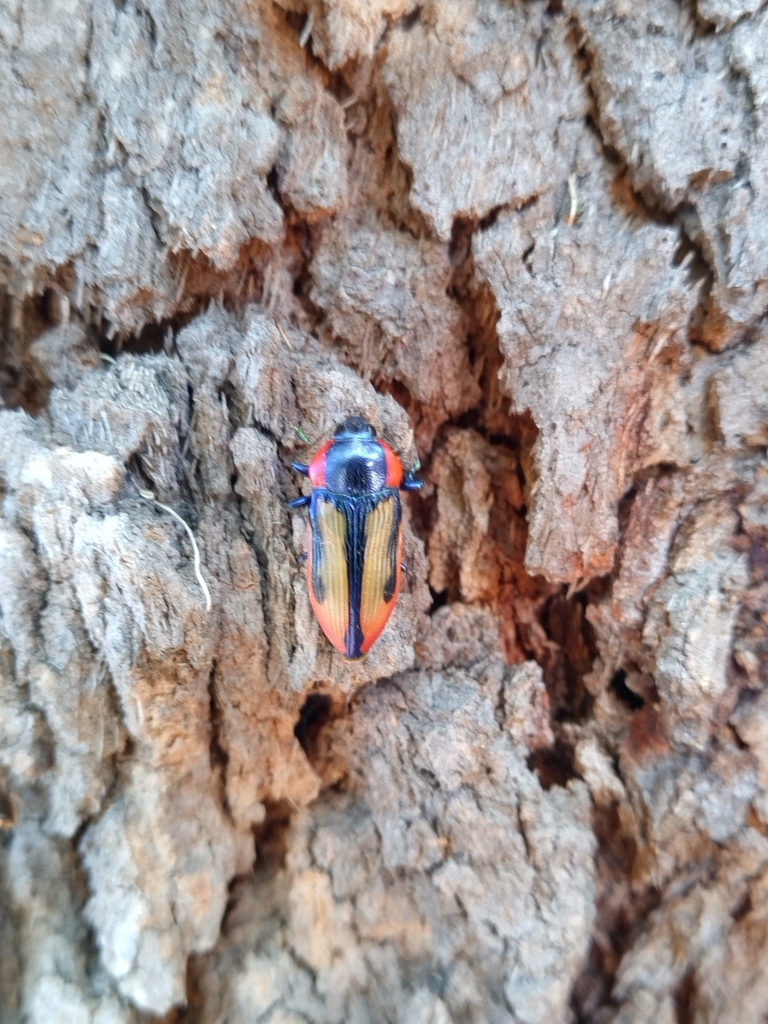 Castiarina amabilis from Kingsley Western Australia on February 25 ...