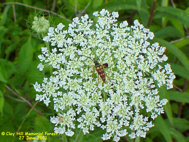 Typocerus from 7426 Old Lebanon Rd, Campbellsville, KY 42718, USA on ...