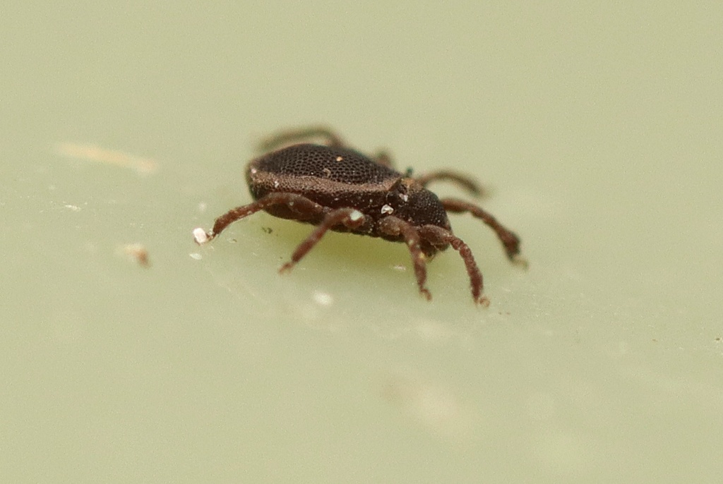 Ticks from Kaeo, New Zealand on February 18, 2022 at 07:35 PM by Tom. Tiny 1/1.5mm · iNaturalist