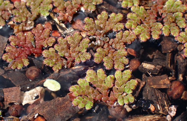 Azolla filiculoides Lam.