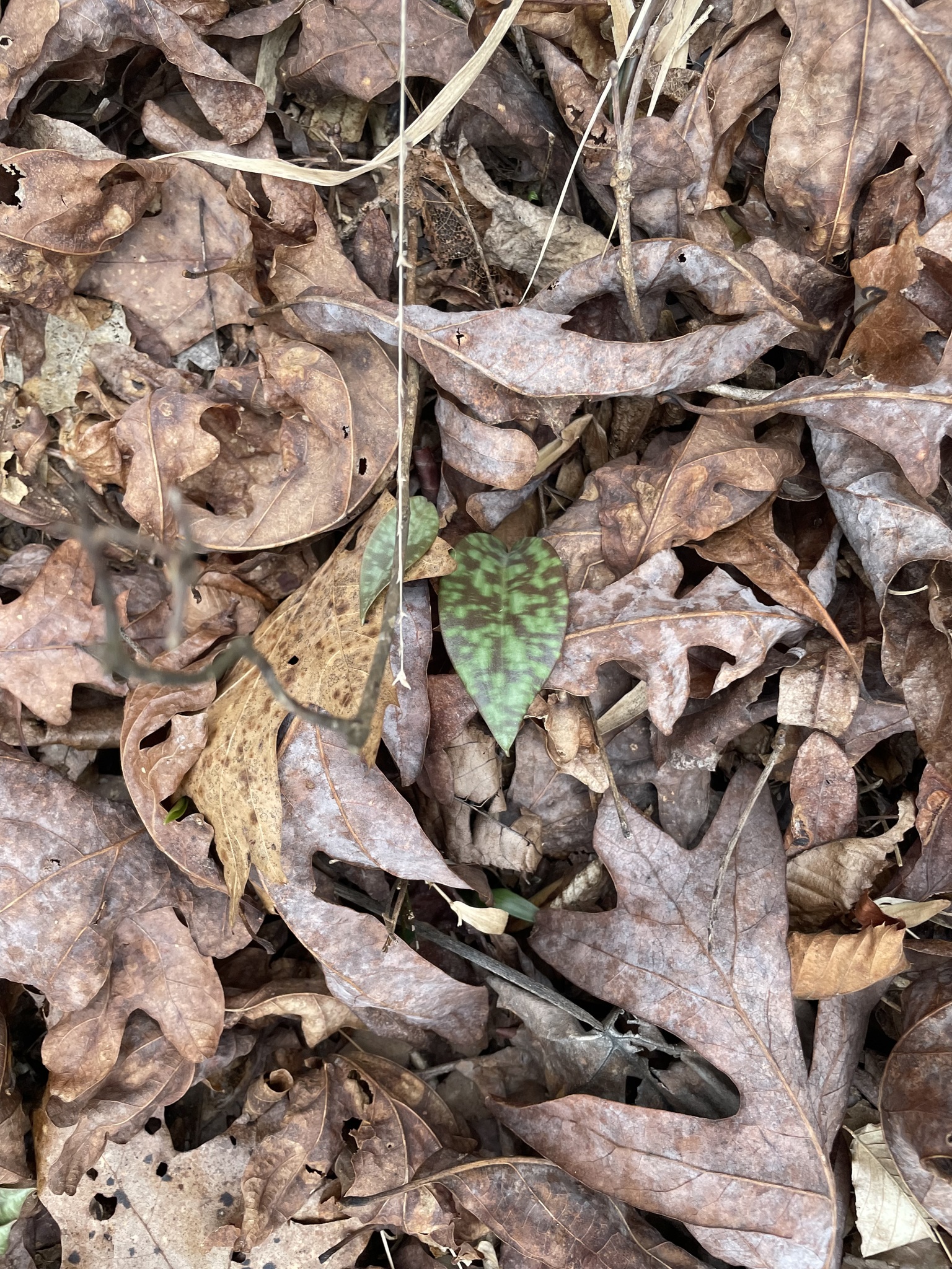 Erythronium umbilicatum C.R.Parks & Hardin