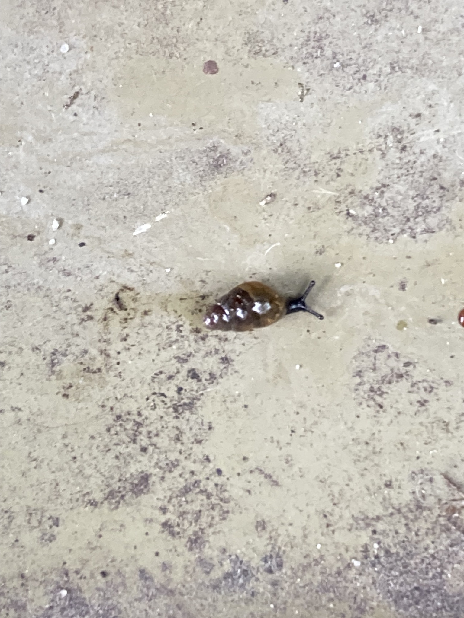 Cochlicopa A.Férussac, 1821