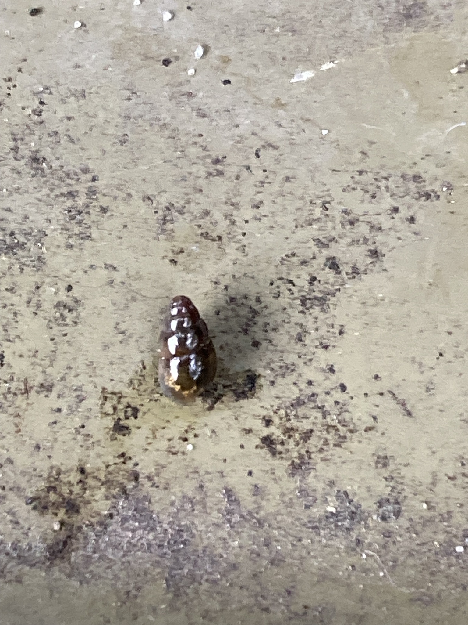 Cochlicopa A.Férussac, 1821