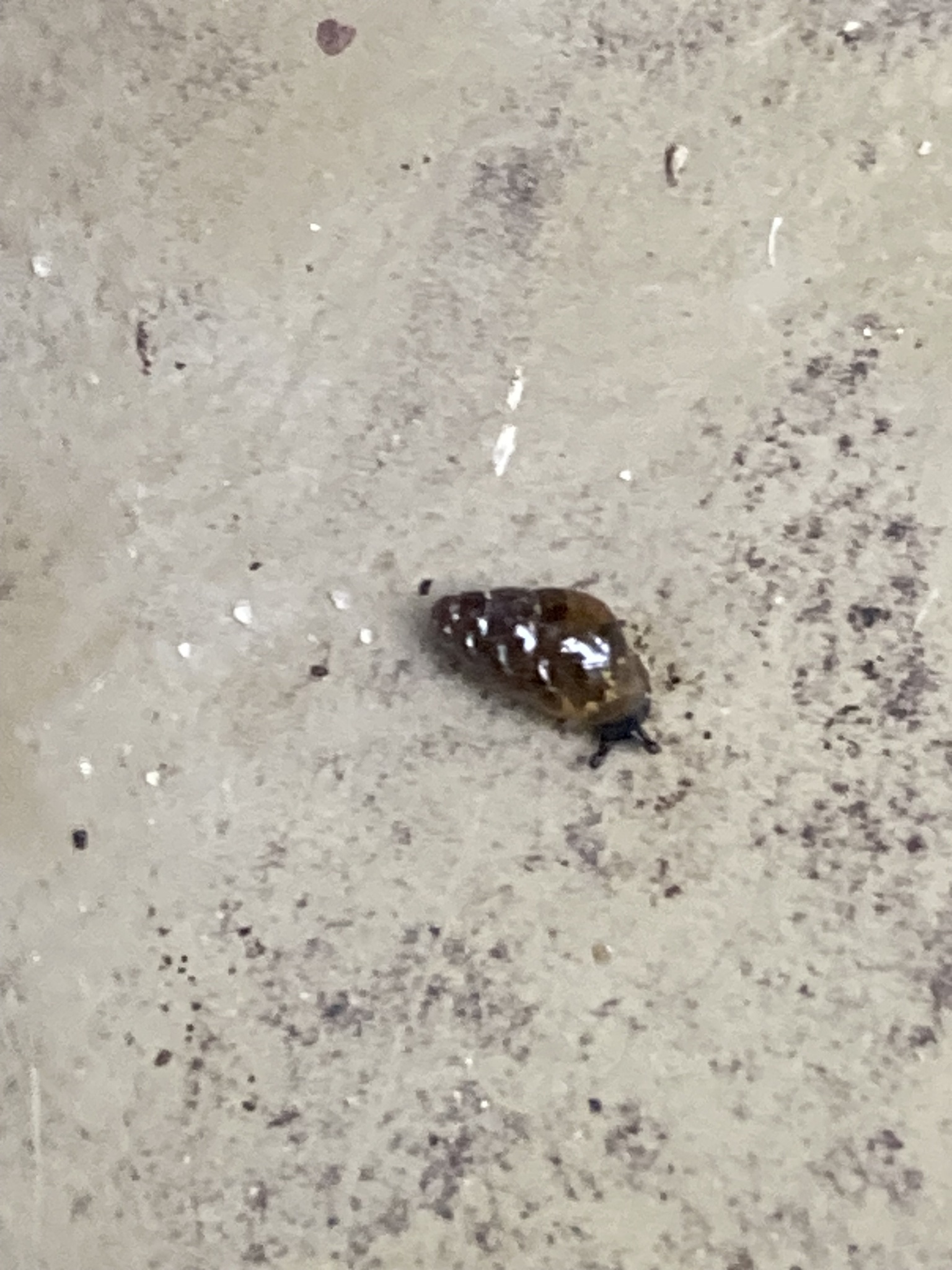 Cochlicopa A.Férussac, 1821