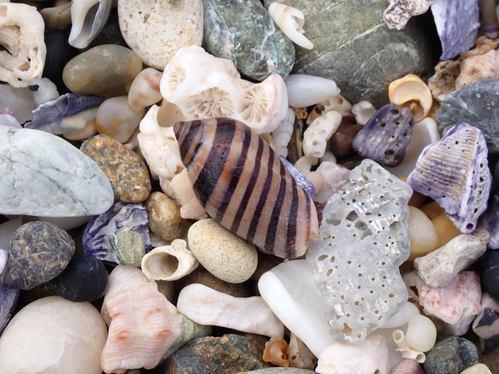 Vexilla vexillum from Woolgoolga NSW 2456, Australia on February 24 ...