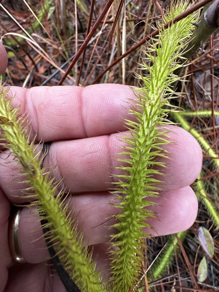 foxtail bog clubmoss from Splinter Hill Bog Preserve, Co. Rd. 47 ...
