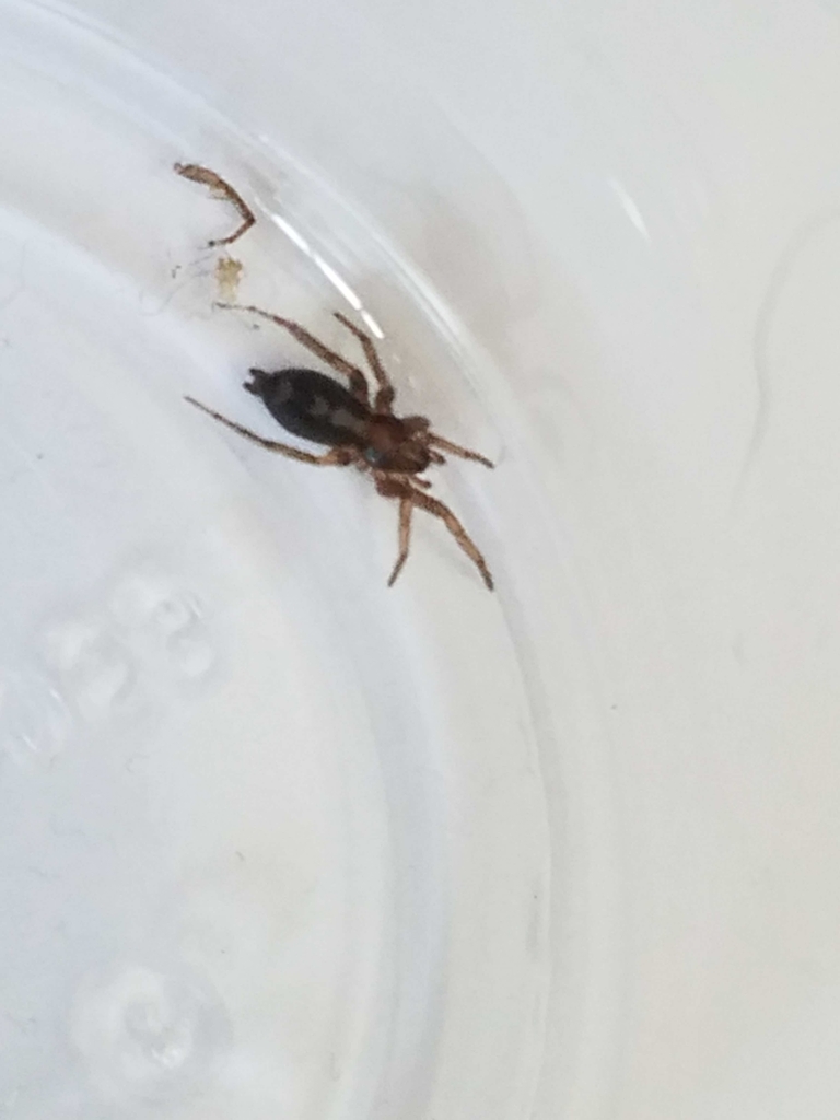 Eastern Parson Spider from Middletown, MD 21769, USA on June 25, 2017 ...