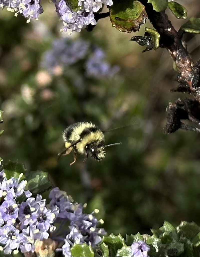 Black-tailed Bumble Bee from Frederick-Schoonover Park, Marina, CA, US ...