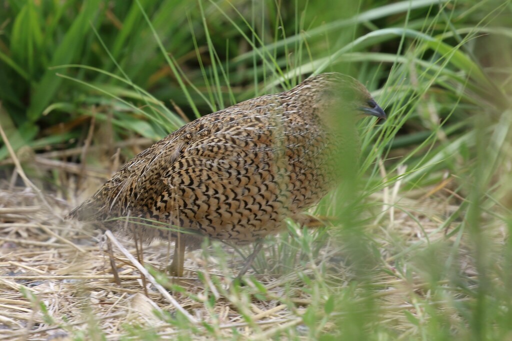 Brown Quail from Jerrabomberra Wetlands, ACT, Australia on February 24, 2023 at 12:02 PM by ...