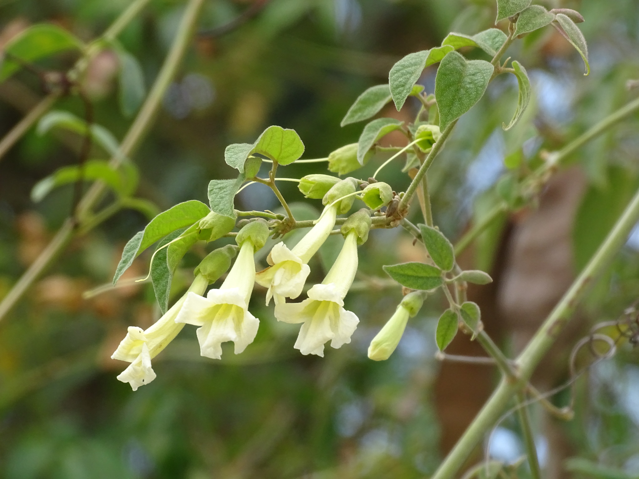 Stizophyllum riparium (Kunth) Sandwith