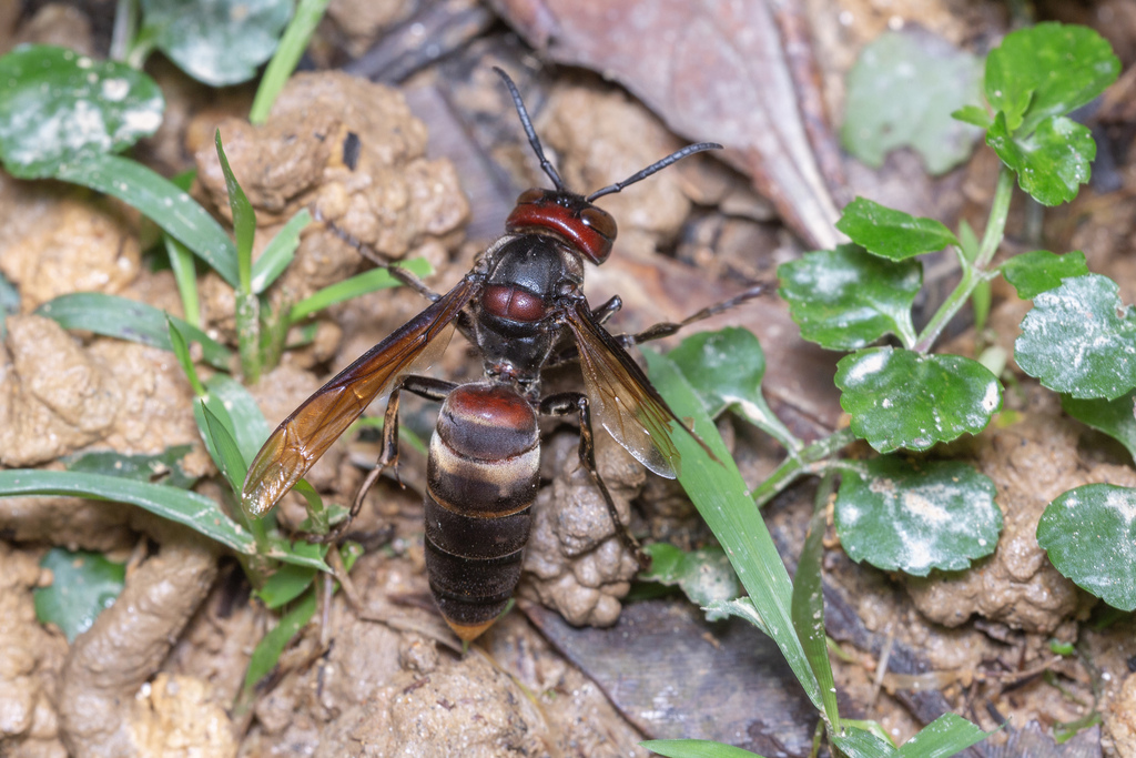 Yellow-vented Hornet from Woodlands, Singapore on February 24, 2023 at ...