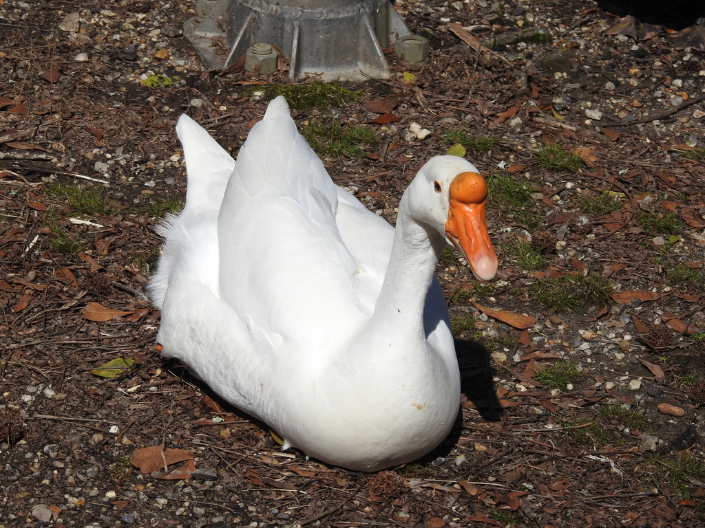 Domestic Swan Goose in February 2021 by Eric Blomberg · iNaturalist