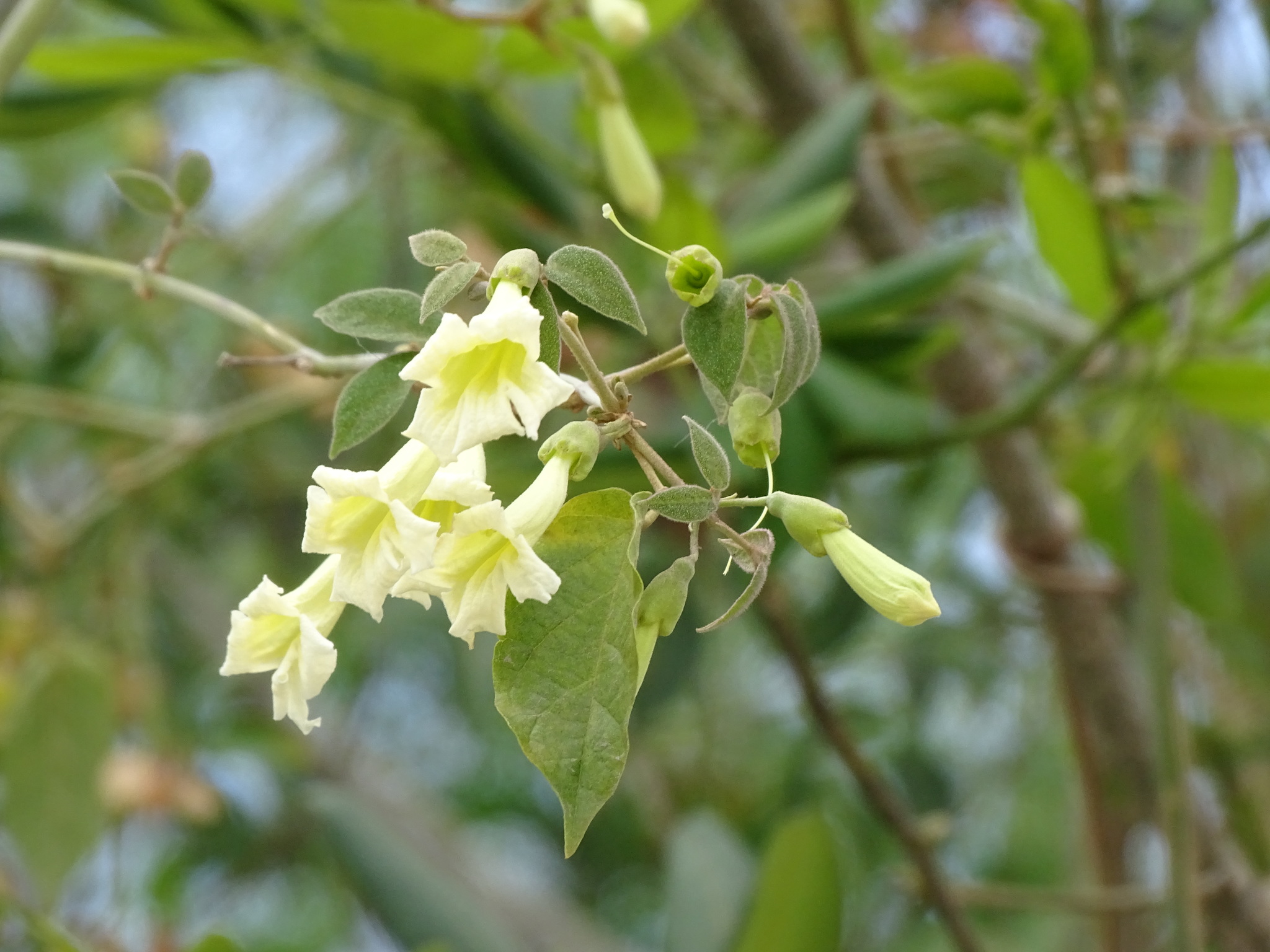 Stizophyllum riparium (Kunth) Sandwith