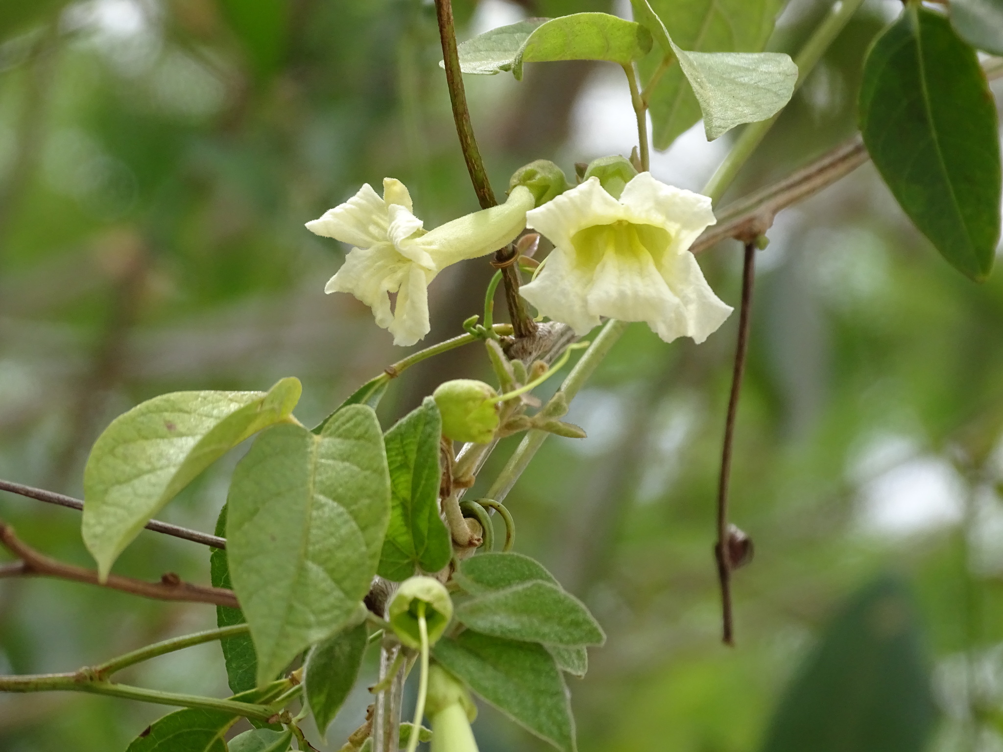 Stizophyllum riparium (Kunth) Sandwith