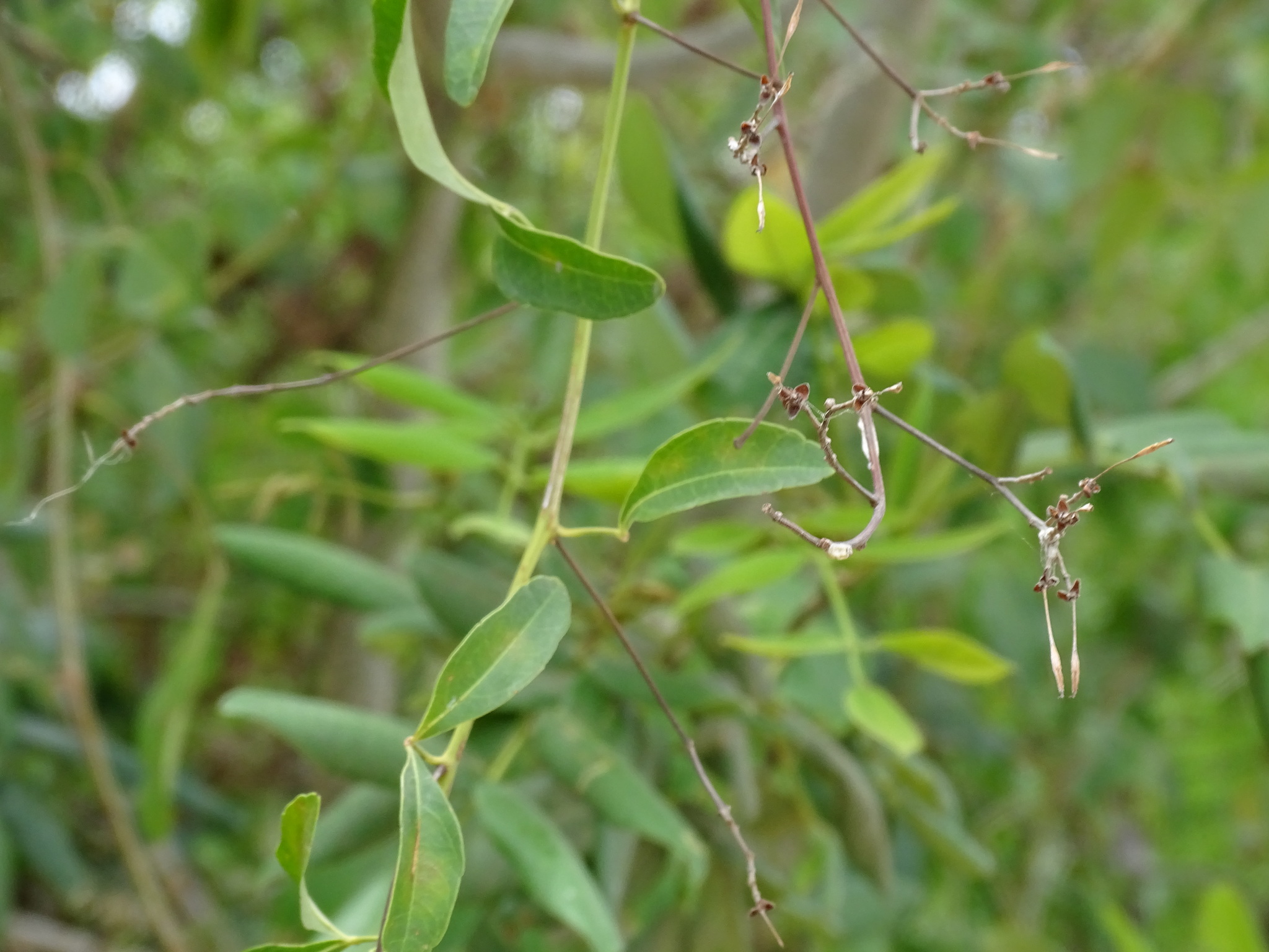 Stizophyllum riparium (Kunth) Sandwith