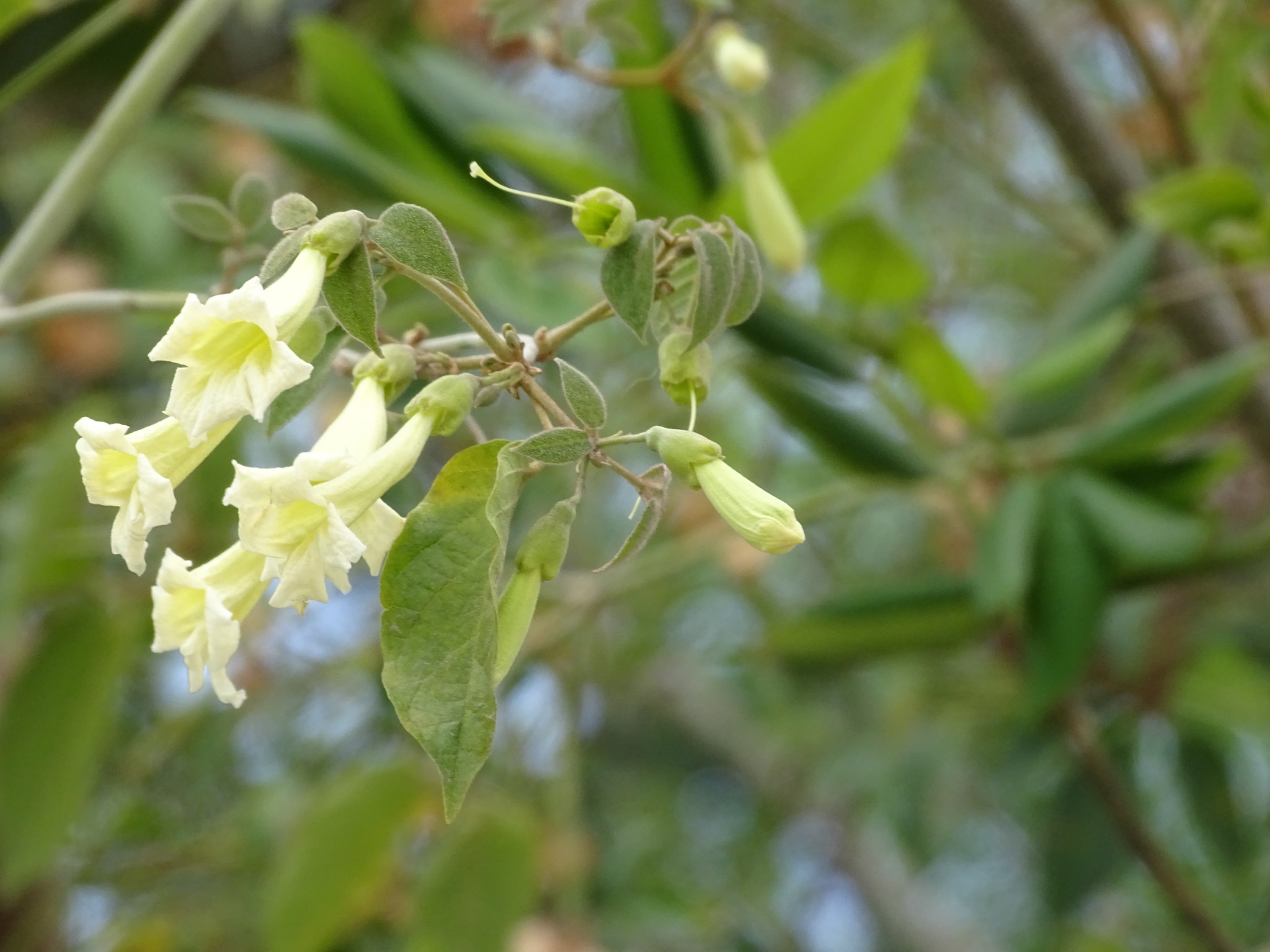 Stizophyllum riparium (Kunth) Sandwith