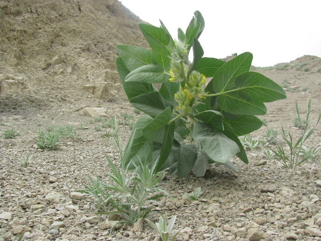 Astragalus terrae-rubrae from Сурхандарья, Узбекистан on May 17, 2014 ...