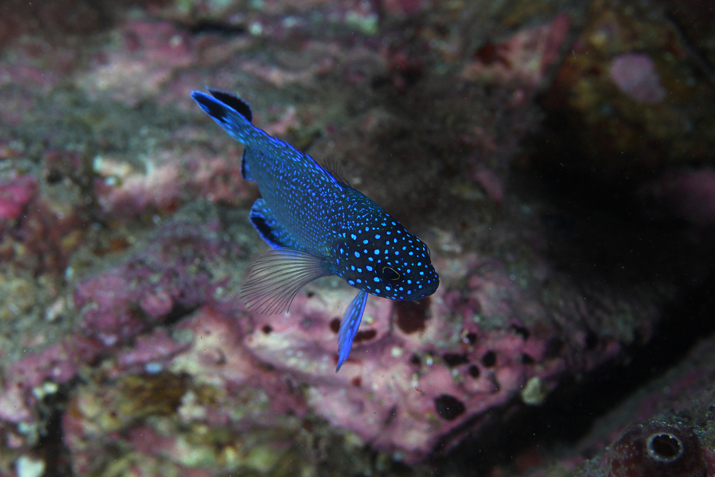 Southern Blue Devil from Second Valley SA 5204, Australia on February ...