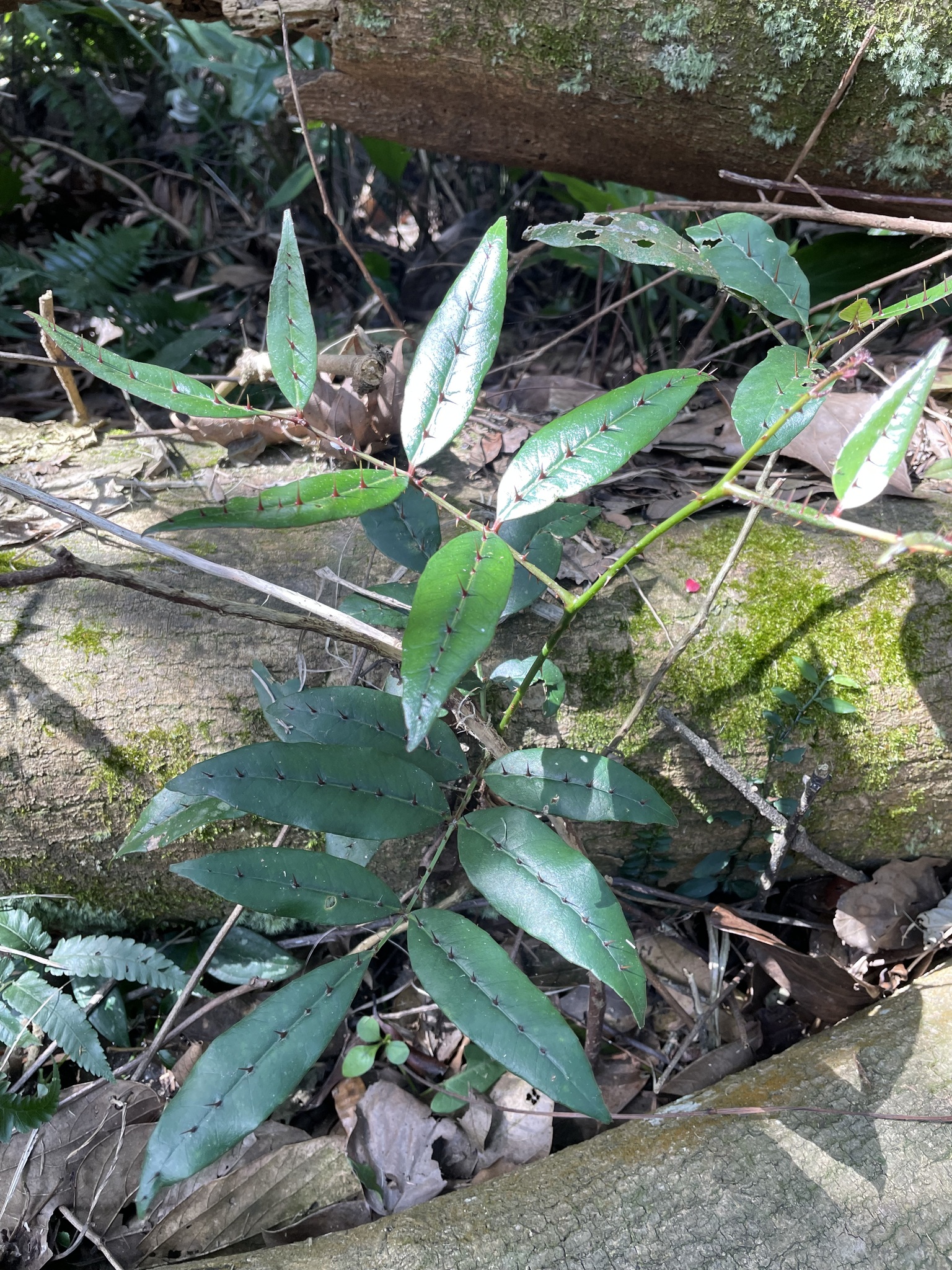 Zanthoxylum nitidum (Roxb.) DC.