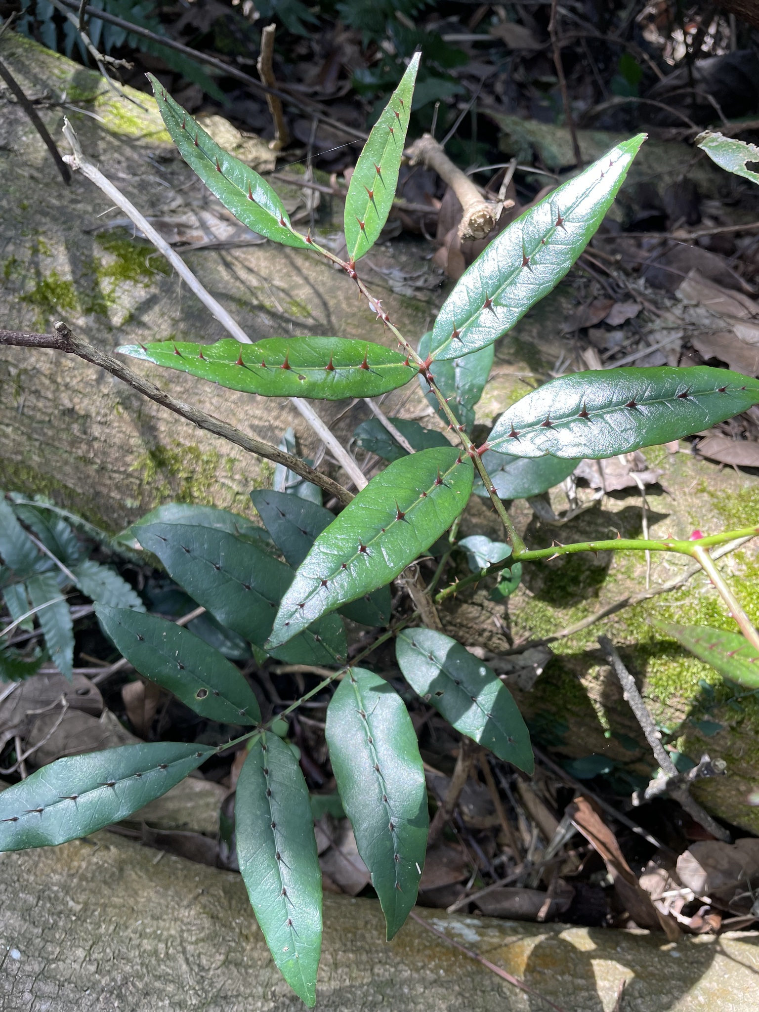 Zanthoxylum nitidum (Roxb.) DC.