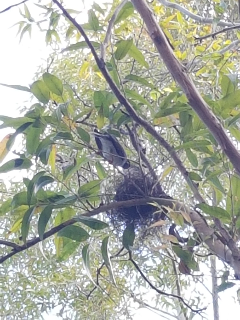 Noisy Miner from Central Gardens Nature Reserve, Cumberland Hwy ...