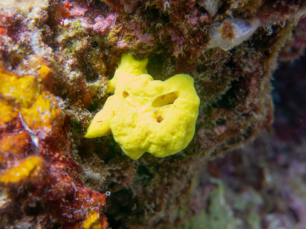 Sponges from Seram Bagian Timur, ID-MA, ID on November 24, 2022 at 06: ...