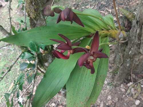 Mormodes rolfeana · iNaturalist