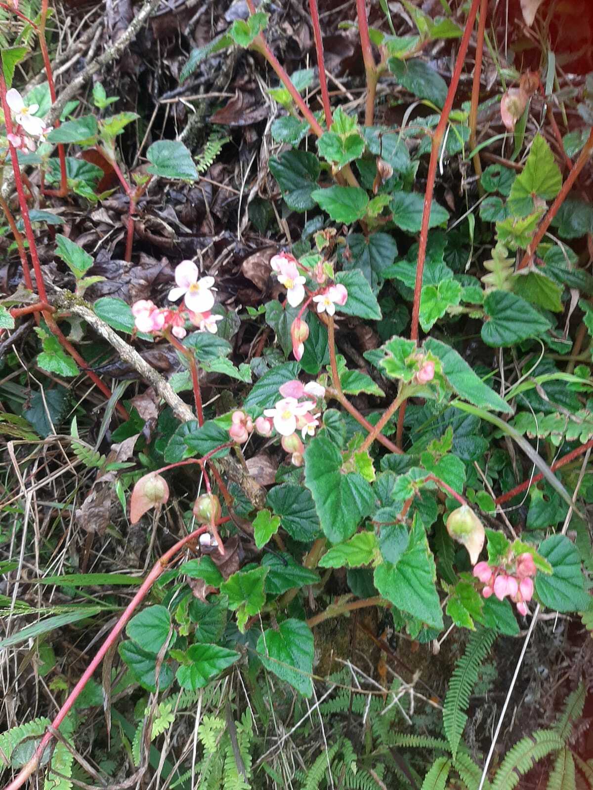 Begonia fischeri Schrank