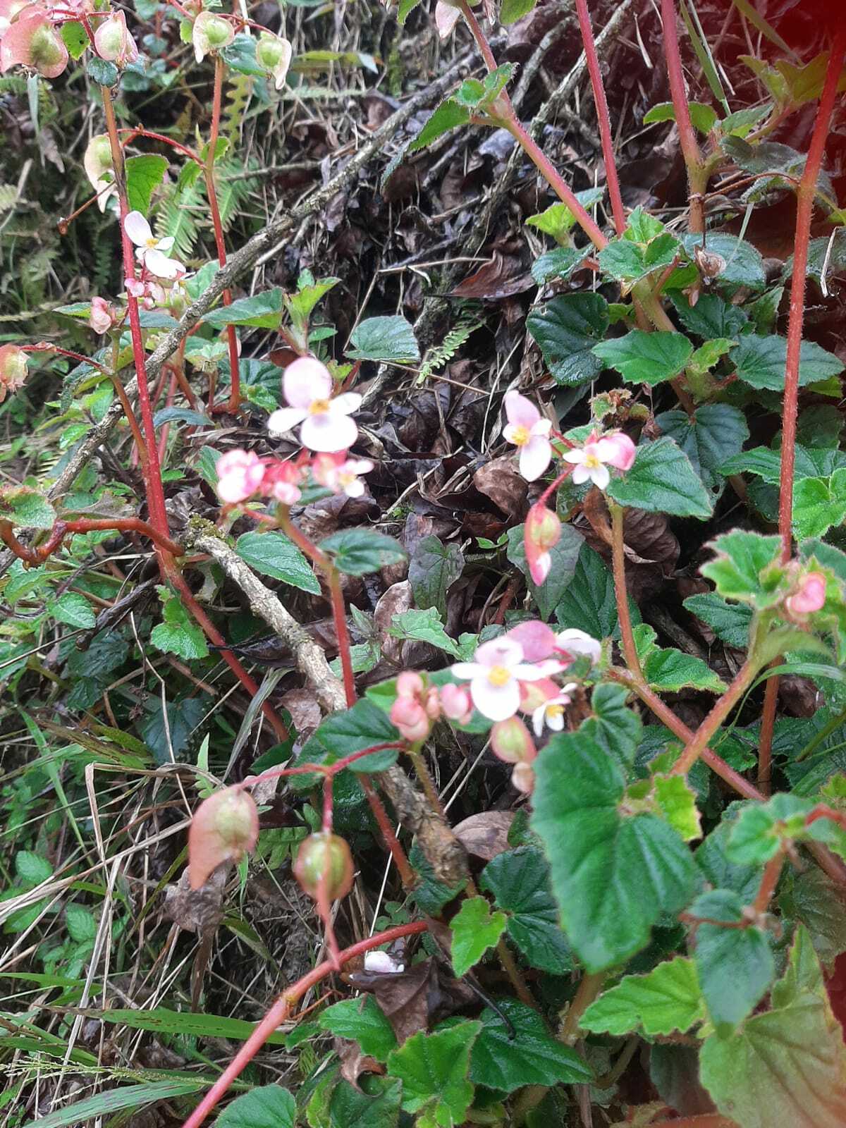 Begonia fischeri Schrank