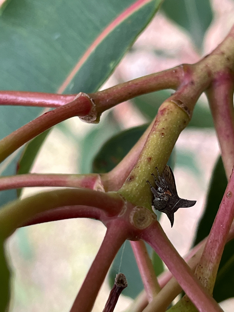 Tri-horned treehopper in February 2023 by featherwild · iNaturalist