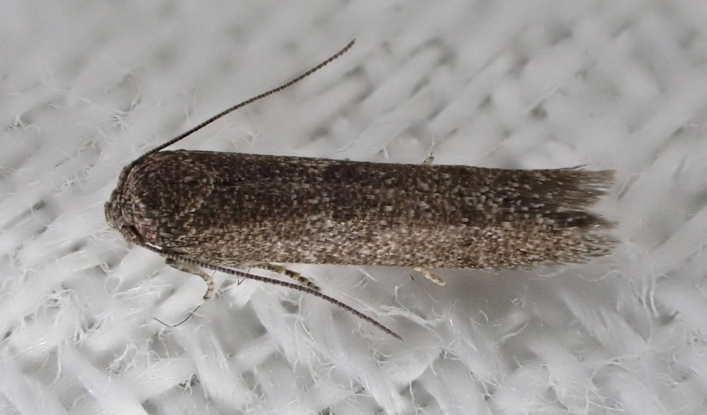 Curved-horn Moths from Adelaide SA, Australia on March 15, 2022 at 07: ...