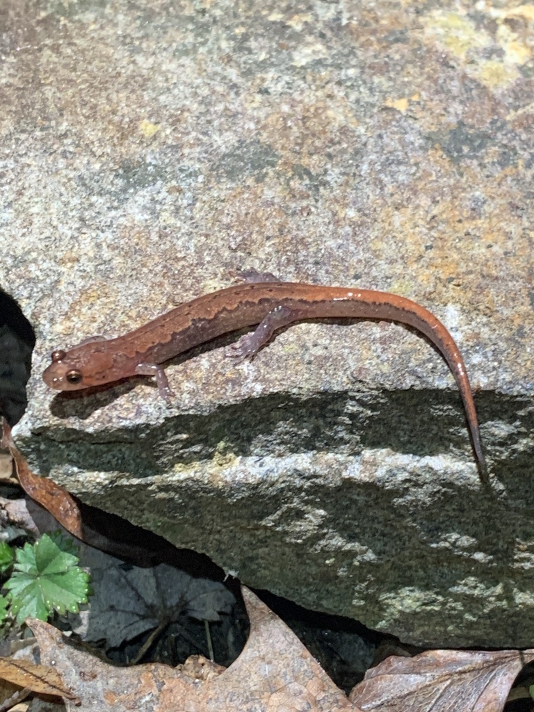 Carolina Mountain Dusky Salamander from Blue Ridge Cir, Black Mountain ...