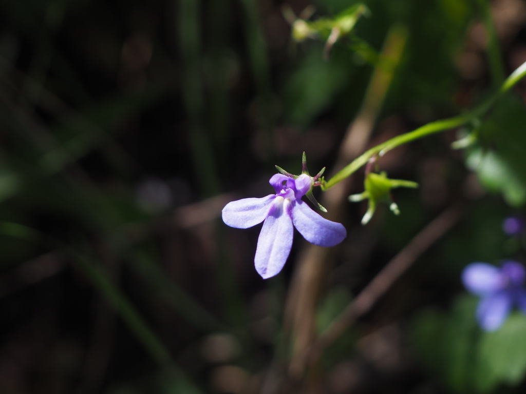 forest lobelia from Valla NSW 2448, Australia on February 25, 2023 by Nathanael Green · iNaturalist