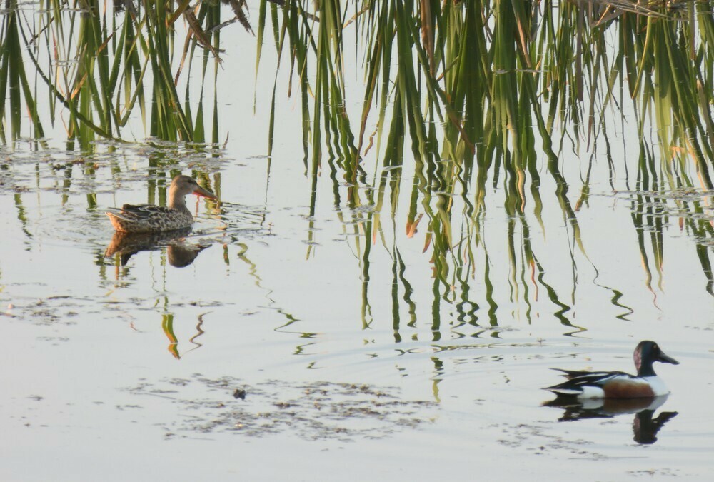 Northern Shoveler from Gundinci, Croatia on April 18, 2022 by Tomislav ...
