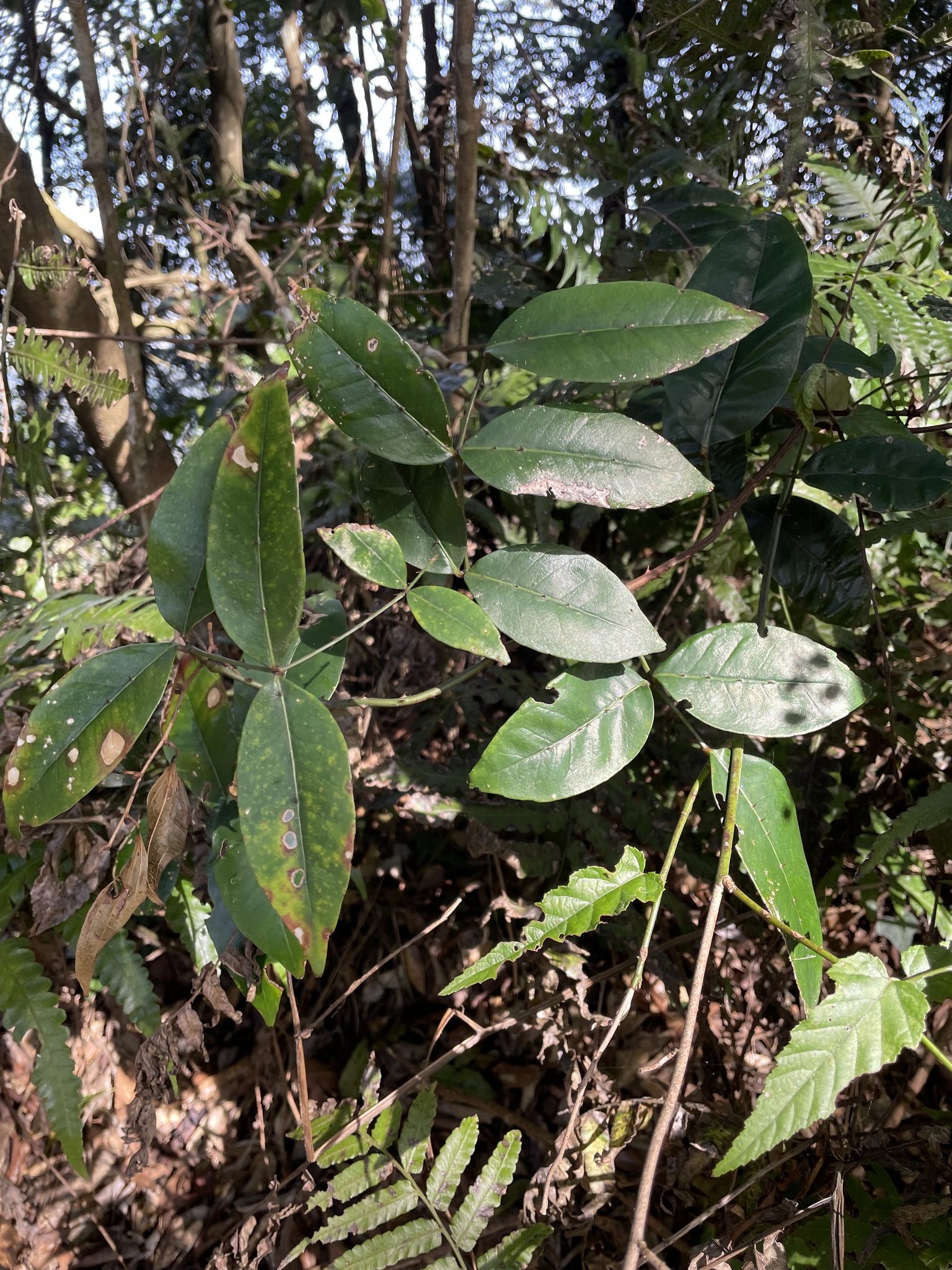 Zanthoxylum nitidum (Roxb.) DC.