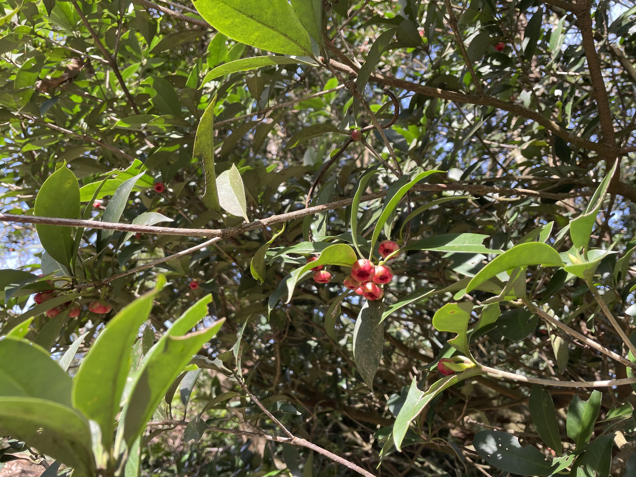 Illicium L.