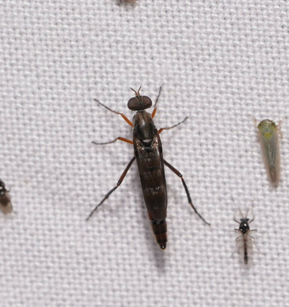 Taenogerella elizabethae from Seymour VIC 3660, Australia on February ...
