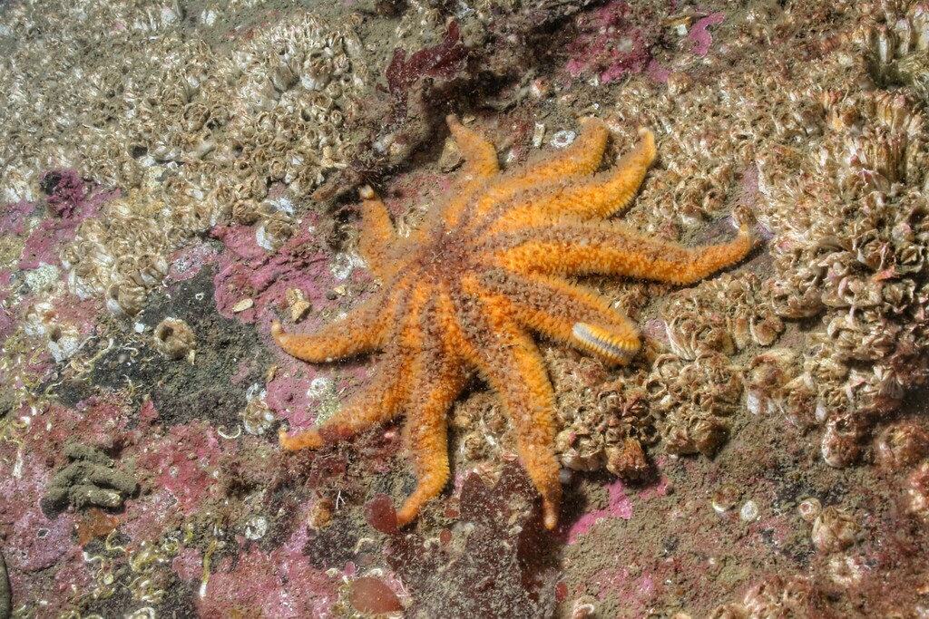 Striped Sun Star from Seattle, WA, USA on February 23, 2023 at 03:25 PM ...